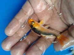 14 Incredible Benefits Of Fish Farming And Ornamental Fish Keeping ...