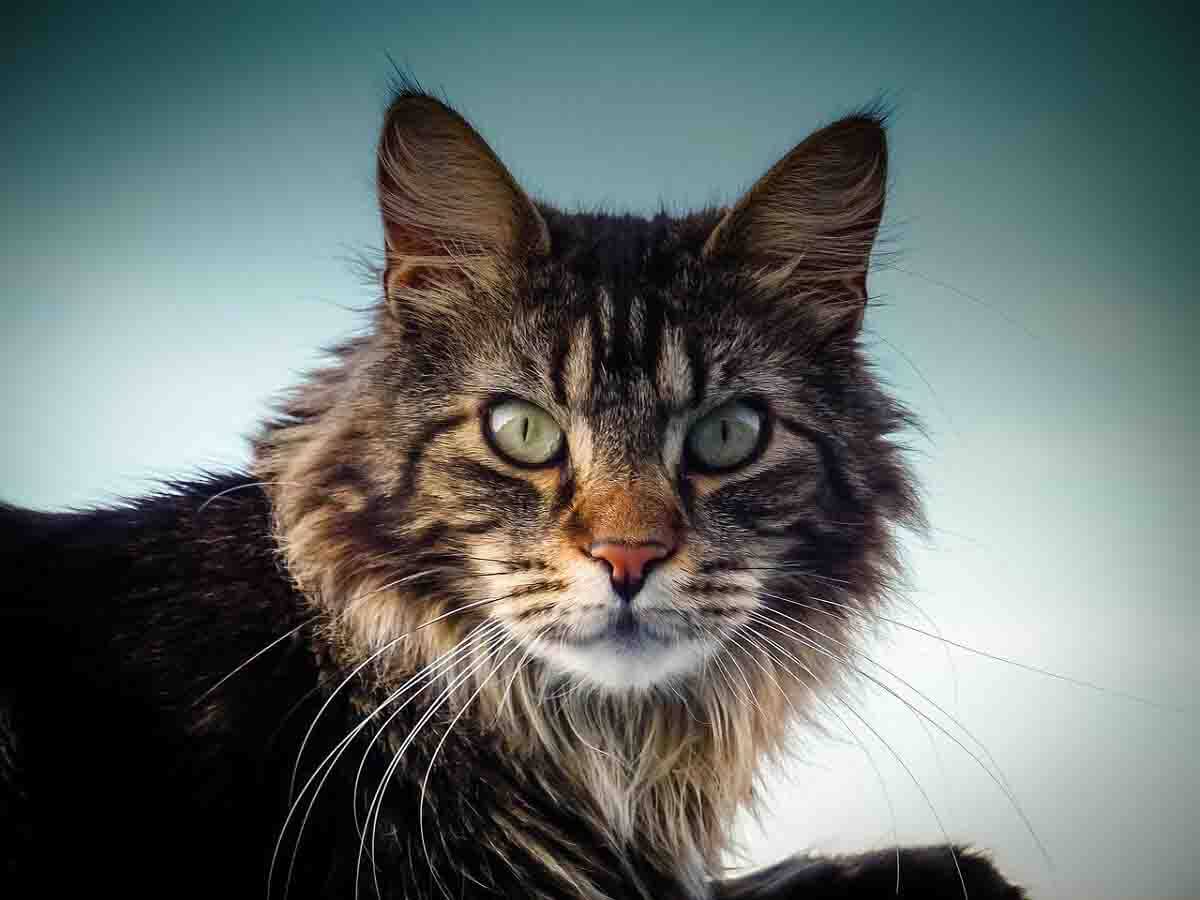 The 10 Most Friendly Cat Breeds That Are Suitable As Pets 2023 The 10 Most Friendly Cat Breeds That Are Suitable As Pets 2023