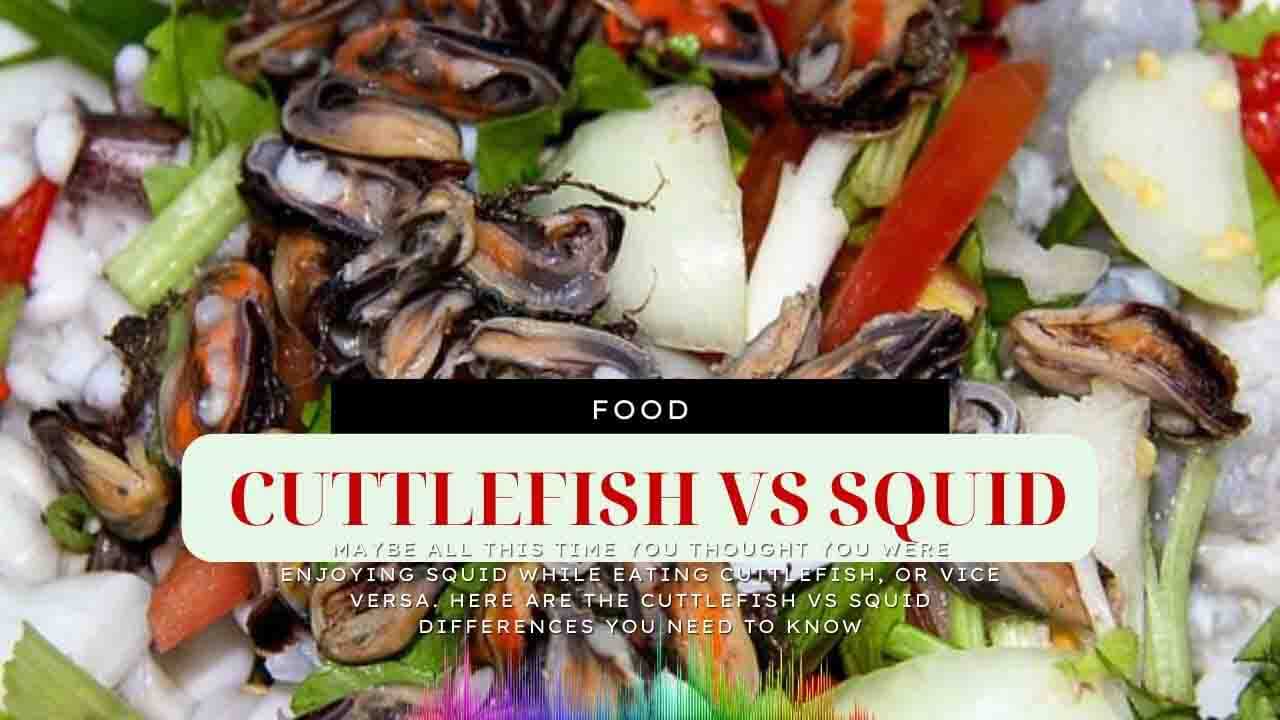 3+ Differences Between Cuttlefish Vs Squid You Need To Know » 2025